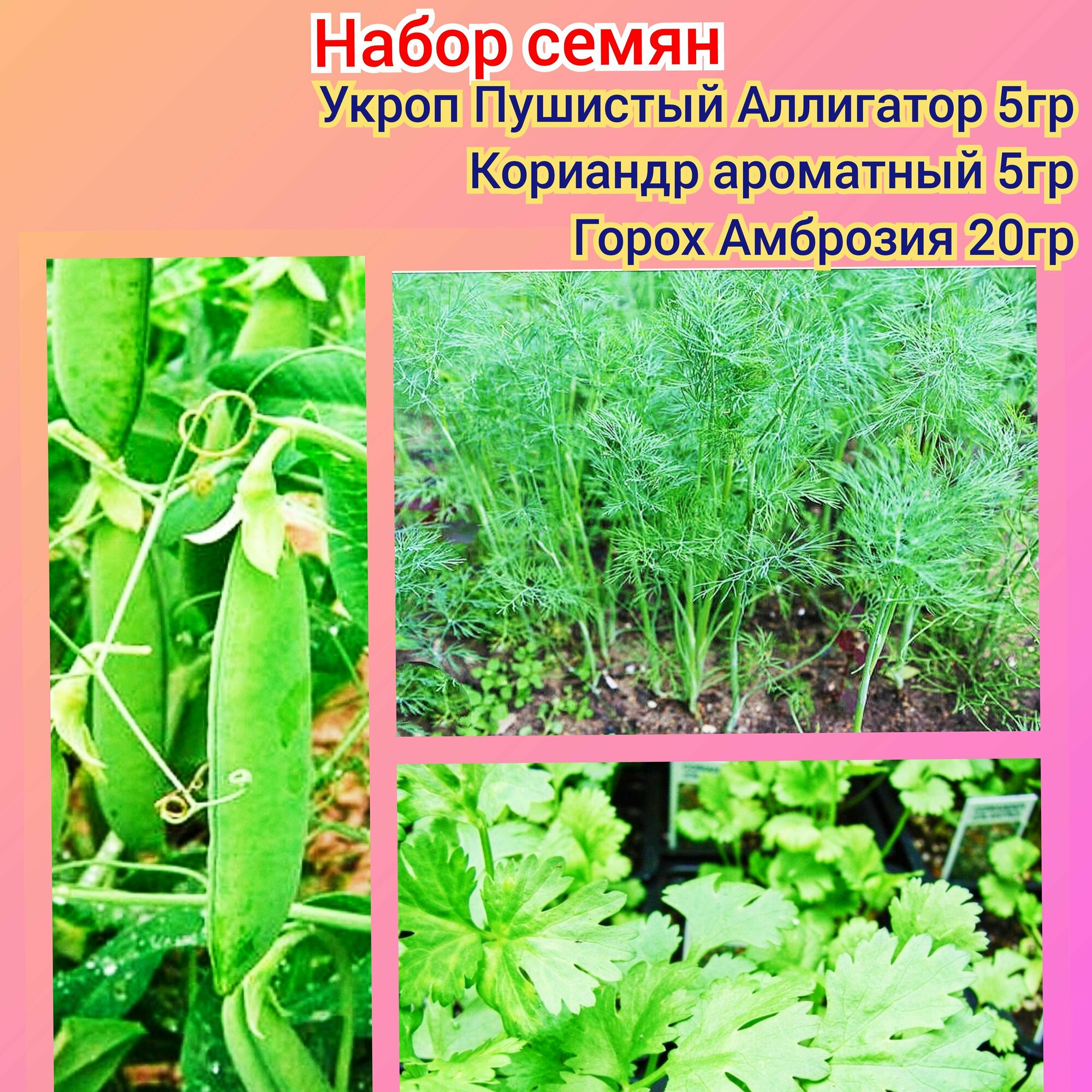 Набор отборных семян 3в1 Укроп, Кориандр (Кинза), Горох, 30гр, для дачи