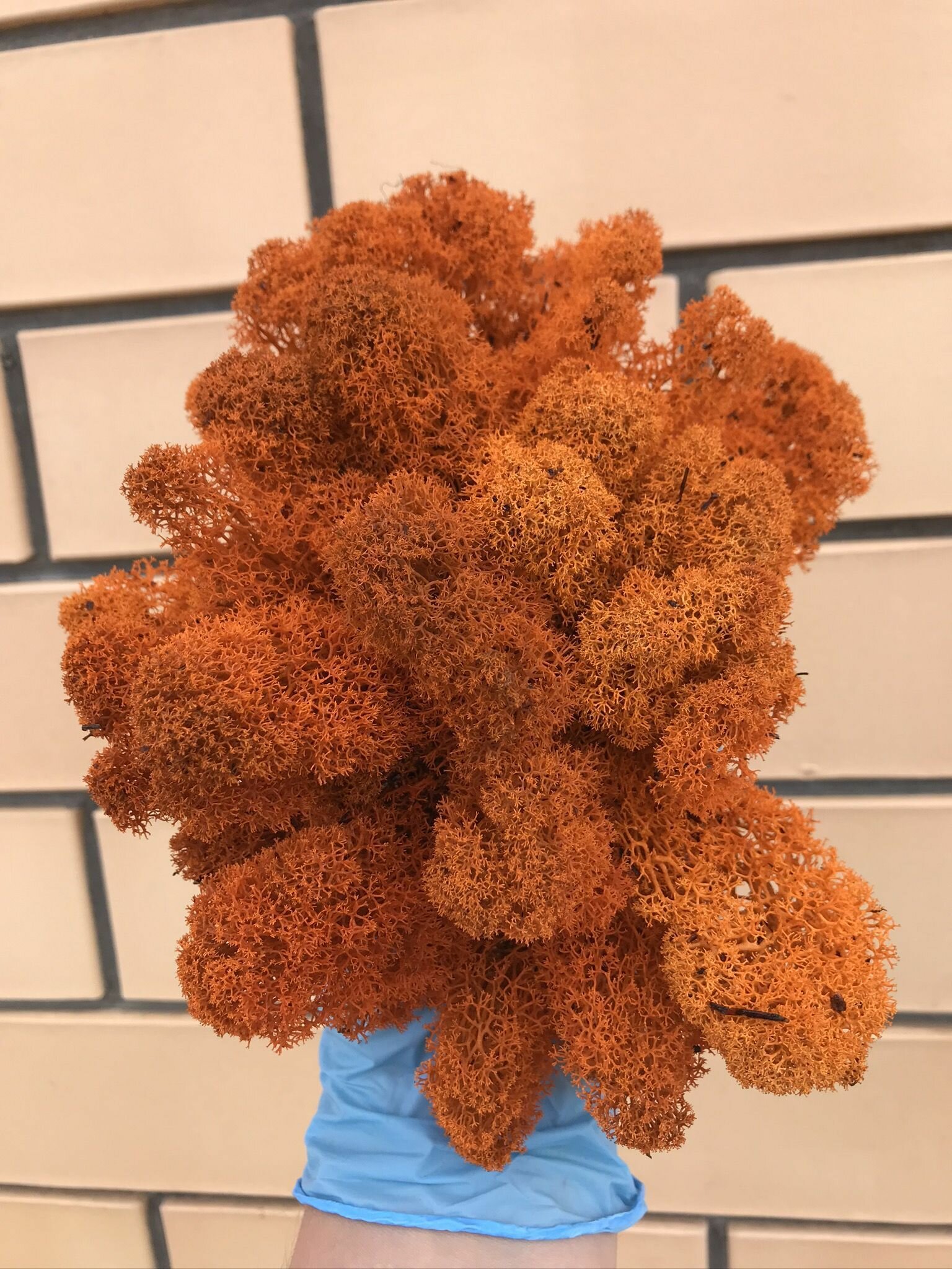 Стабилизированный мох ягель 200 гр оранжевый живой лесной мох для декора, озеленения и дизайна, лишайник сухоцветы для поделок из природных материалов декорирования поделок сделай сам, не искусственный