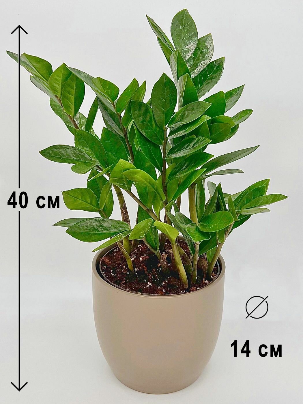 Замиокулькас в пластиковом серо-коричневом кашпо, высота композиции 35-45см
