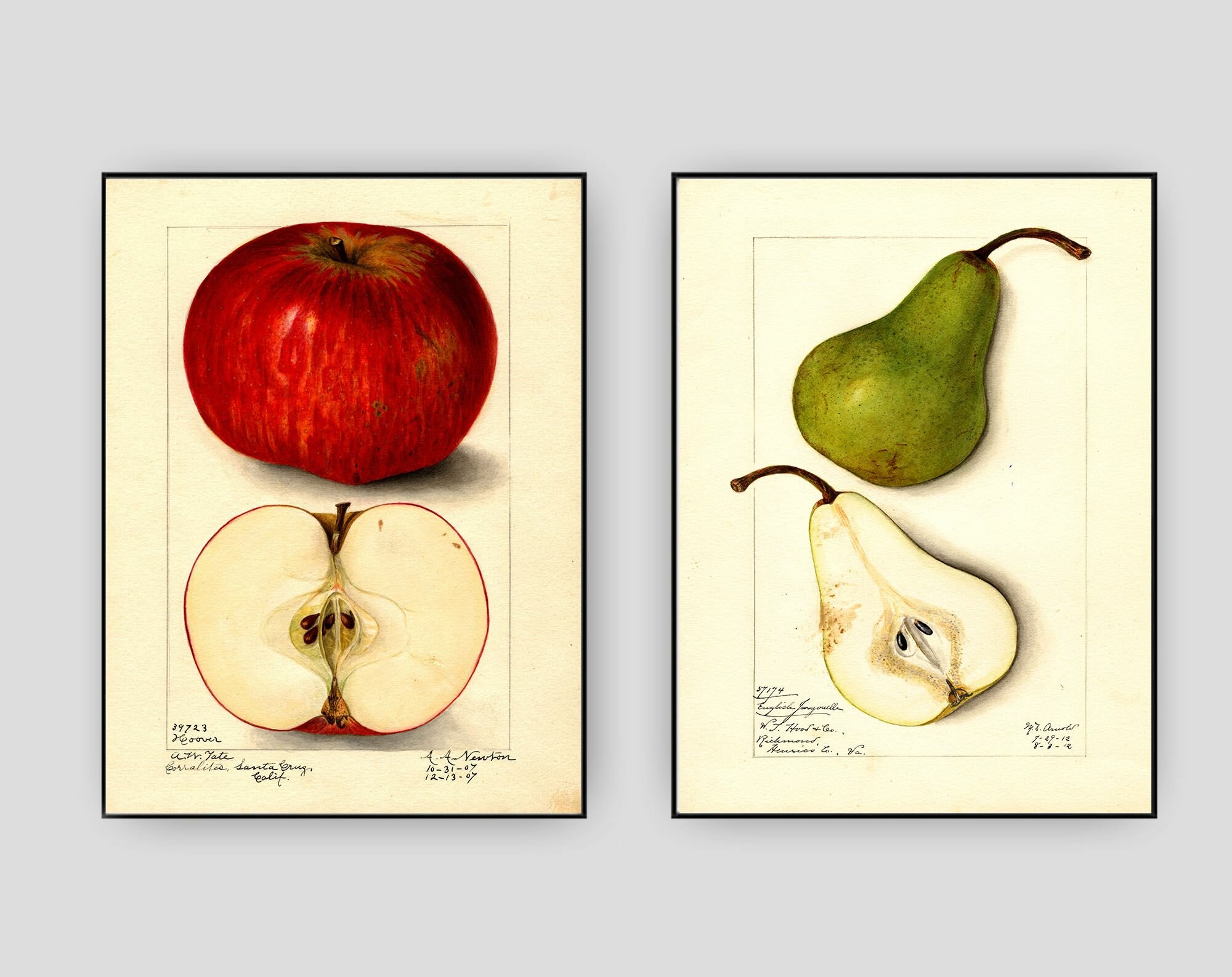 2 постера на кухню Фрукты - Груша и яблоко размер А3, без рамы