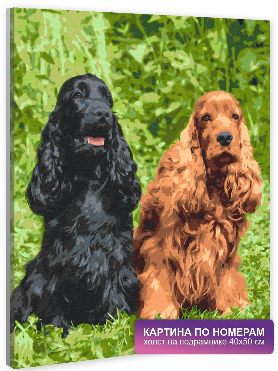 Картина по номерам на холсте с подрамником 40х50 см. Природа, животные, рыбы, птицы. Собаки, щенки. "Спаниель", арт. 4699/