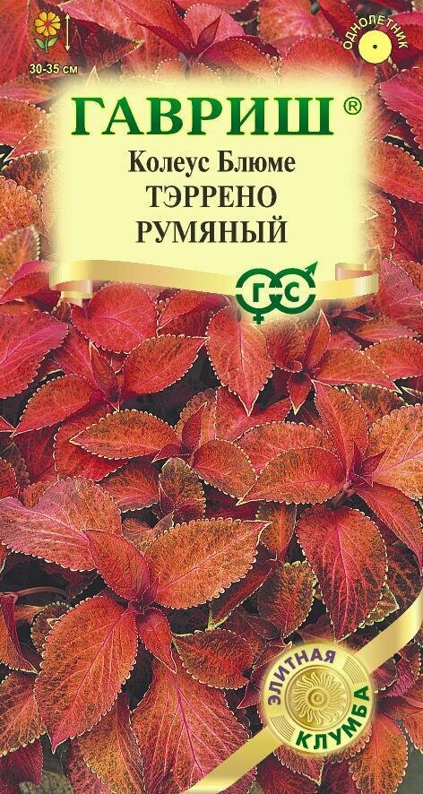 Семена Колеус Тэррено Румяный 4шт Одн 35см (Гавриш) Элитная клумба