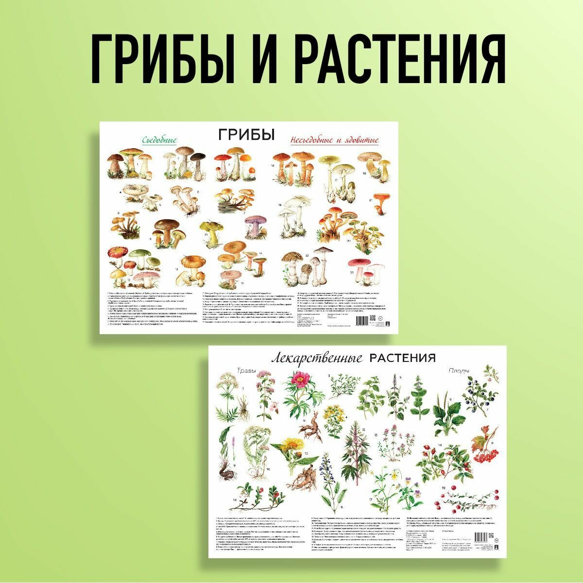 Грибы и лекарственные растения. Комплект. Формат А2.