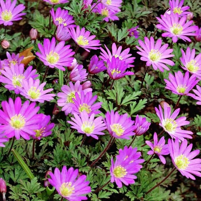 Анемона Бланда Виолет Стар 1шт