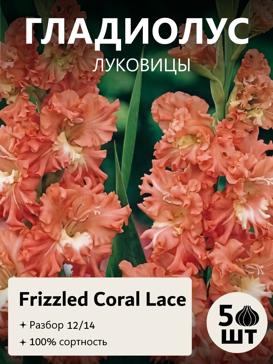 Гладиолусы луковицы крупноцветковые Фриззлд Корал Лейс, 5 шт