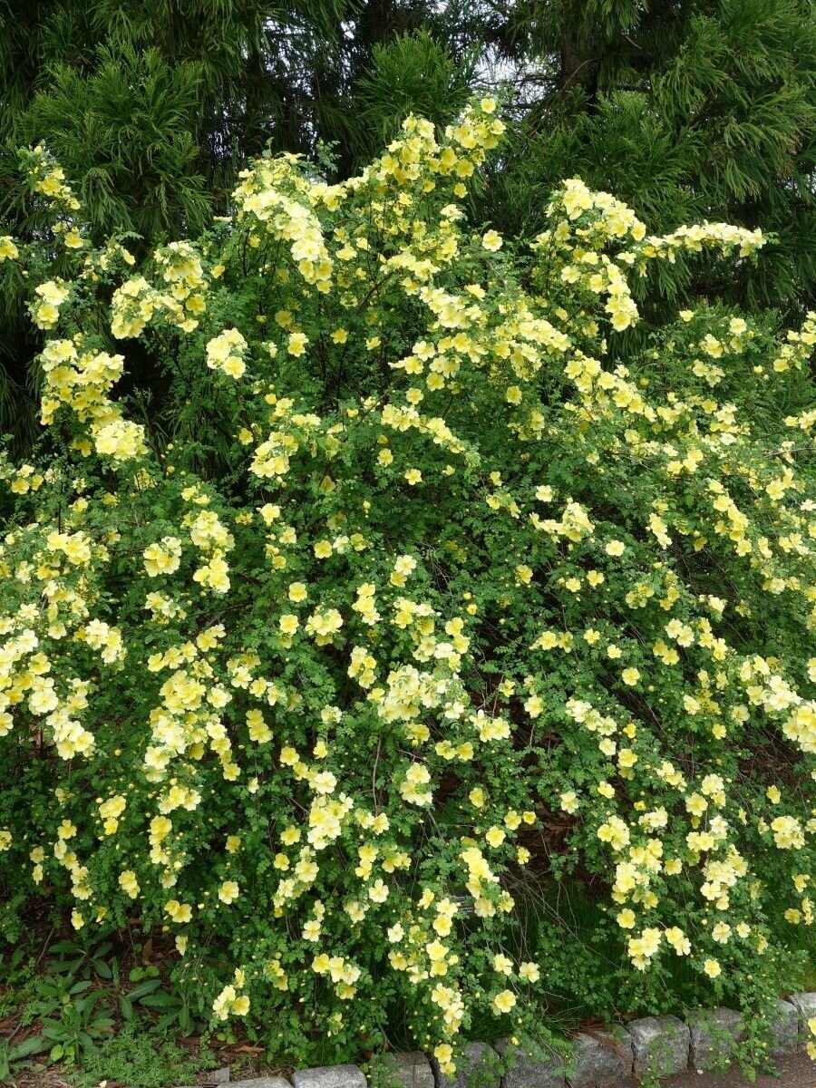 Семена Роза кустовая Ксантина (Rosa xanthina), 10 штук