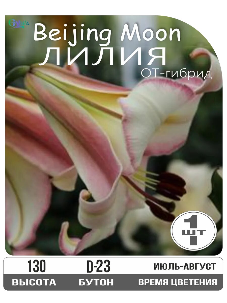 Лилия луковицы многолетние Бейджинг Мун, от-гибрид, 1шт.