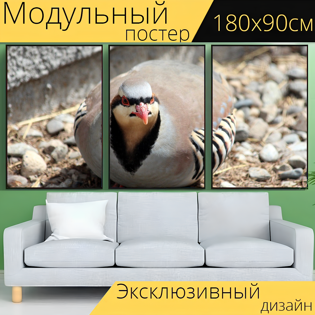 Модульный постер "Кеклик, каменная куропатка, alectoris graeca" 180 x 90 см. для интерьера на стену в тубусе