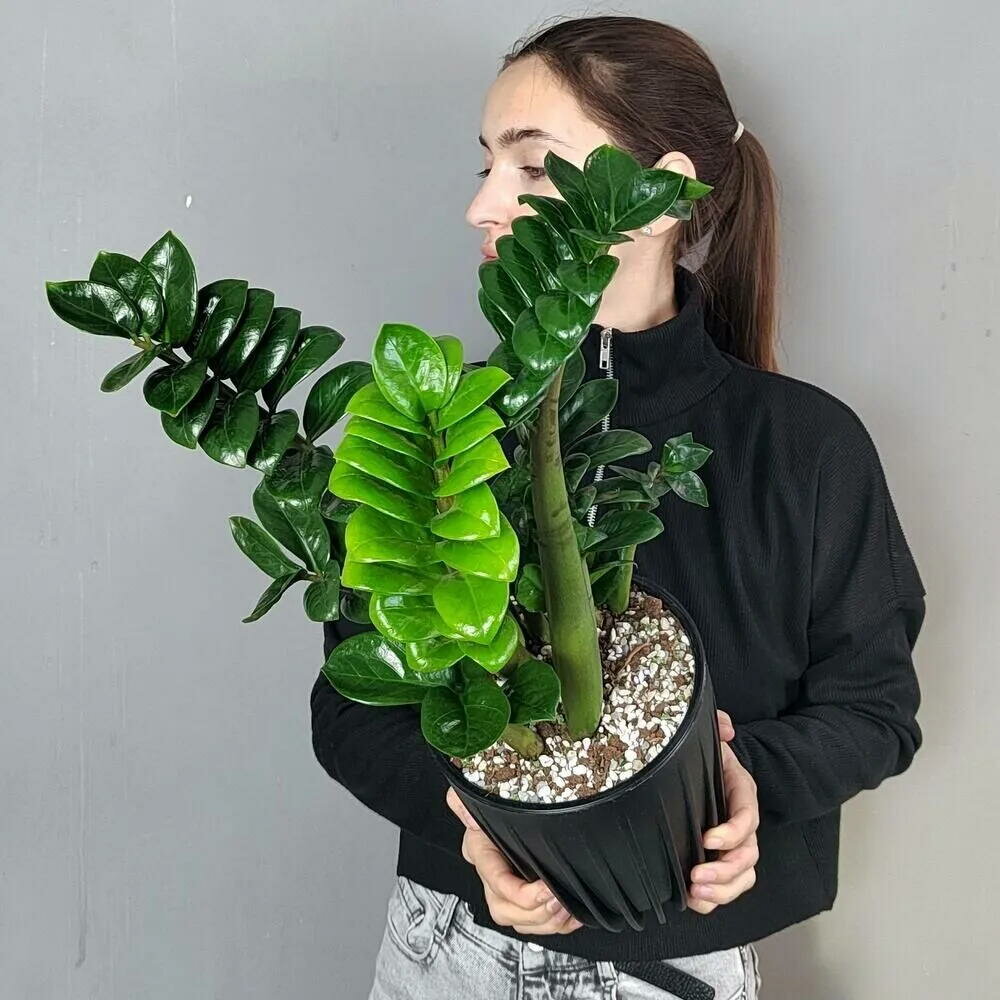 Комнатное растение живое, Замиокулькас Зензи Жук (долларовое дерево) впластиковом горшке, 50 см