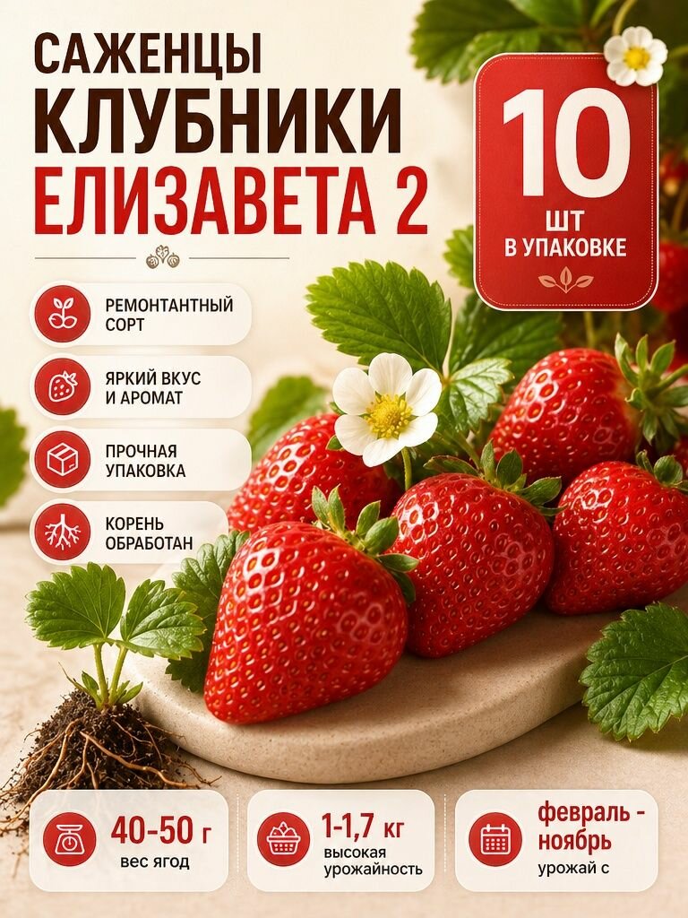 Саженцы клубники Елизавета 2 / 10-Корней
