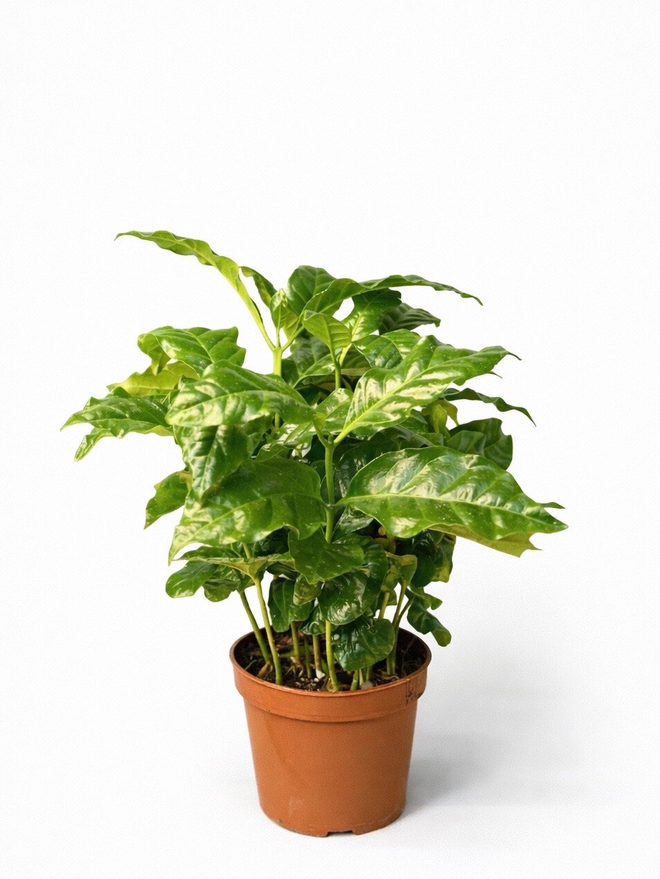 Кофейное дерево (Coffea arabica) 12см