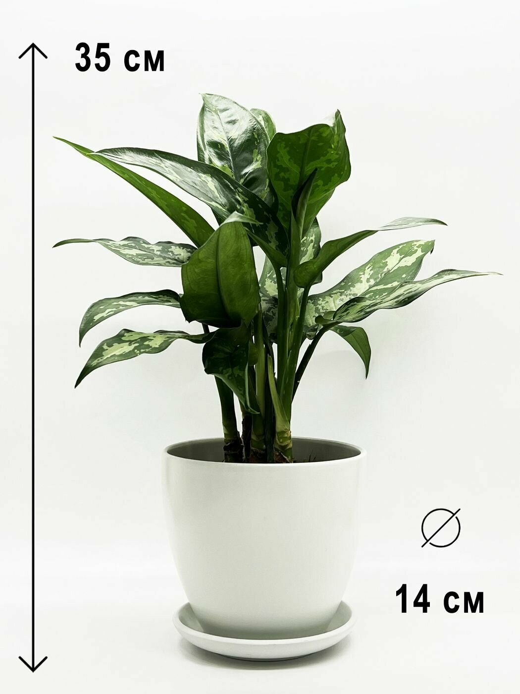 Аглаонема в керамическом сером горшке с поддоном, высота композиции 30-35см
