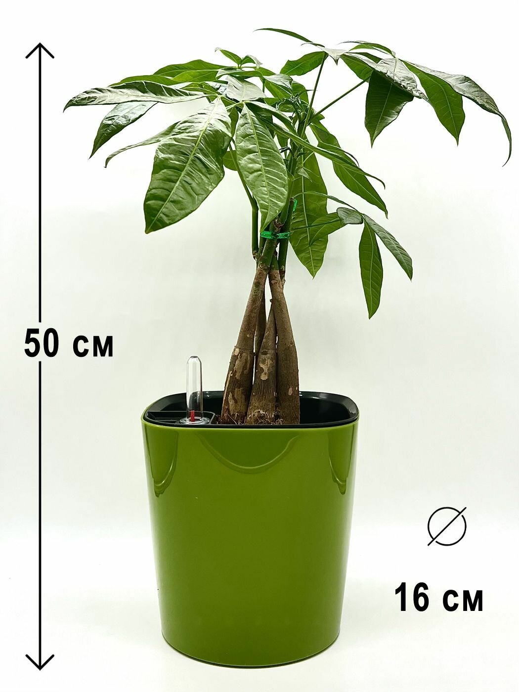 Пахира Акватика в зеленом пластиковом кашпо с автополивом, высота композиции 40-50см