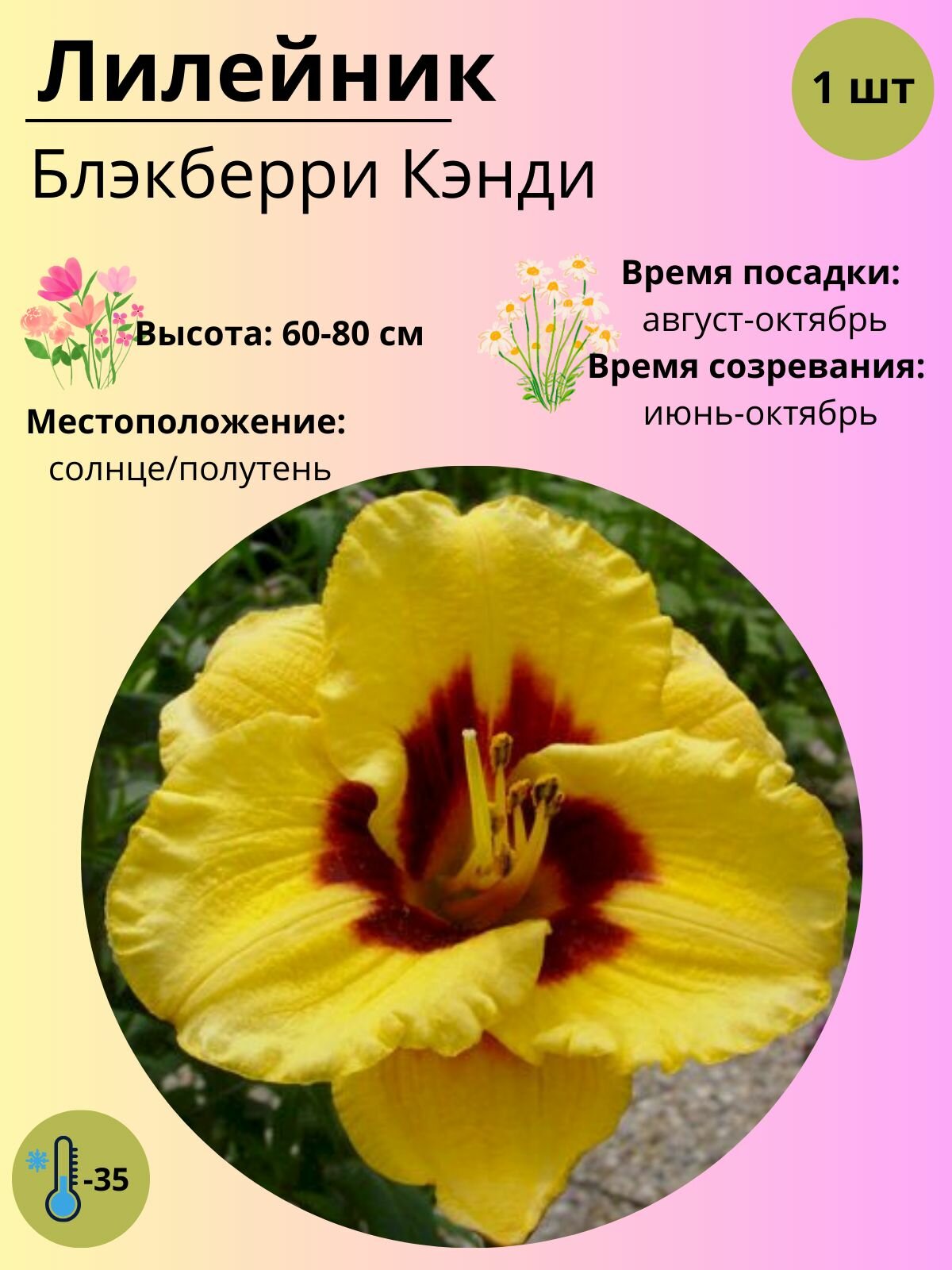 Лилейник Блэкберри Кэнди, многолетние цветы