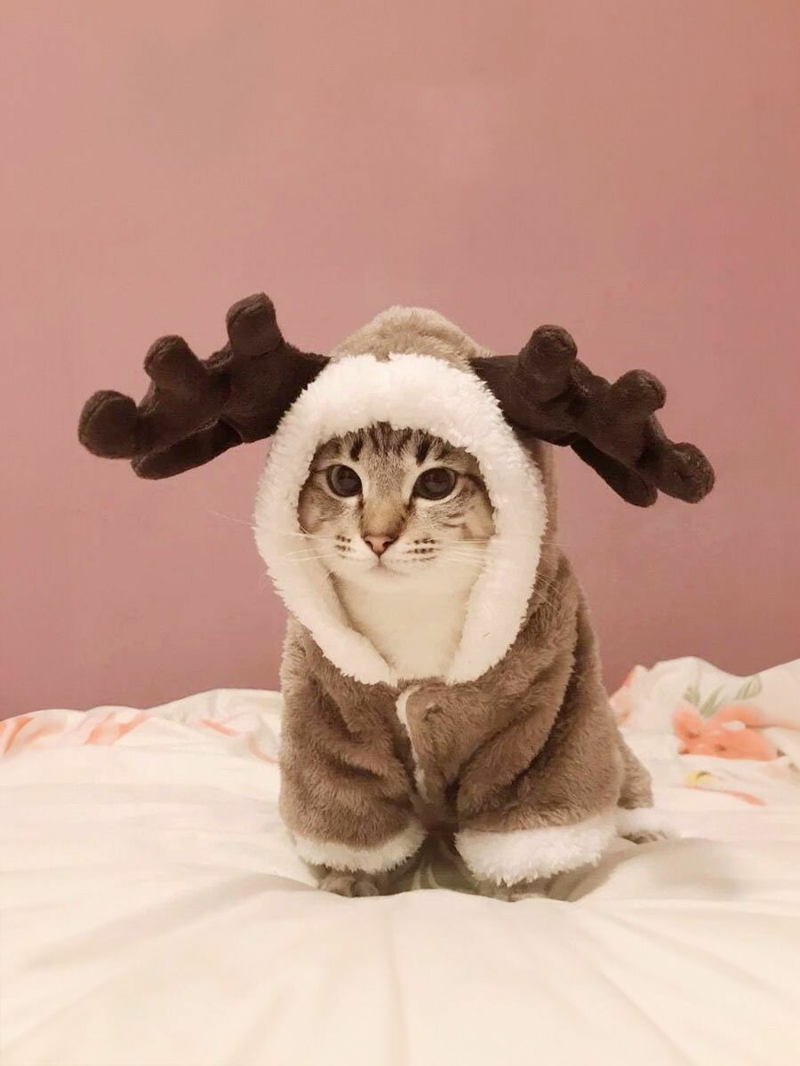 Одежда для животных — фото 1