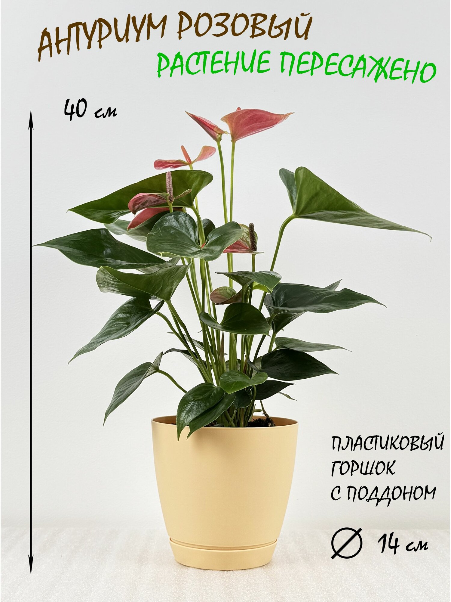 Антуриум розовый в кремовом пластиковом горшке с поддоном, высота 40-45см