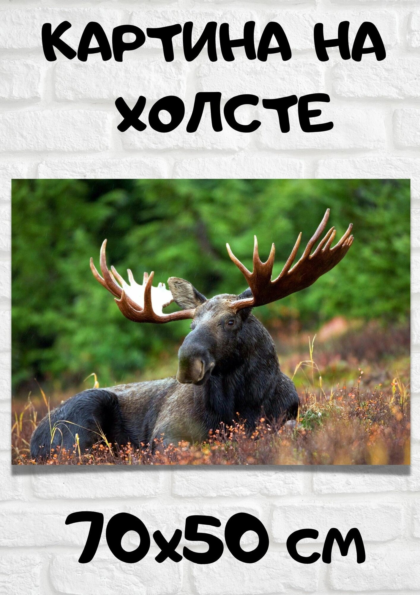 Картина с дикими животными "Лось с рогами" 70х50 см