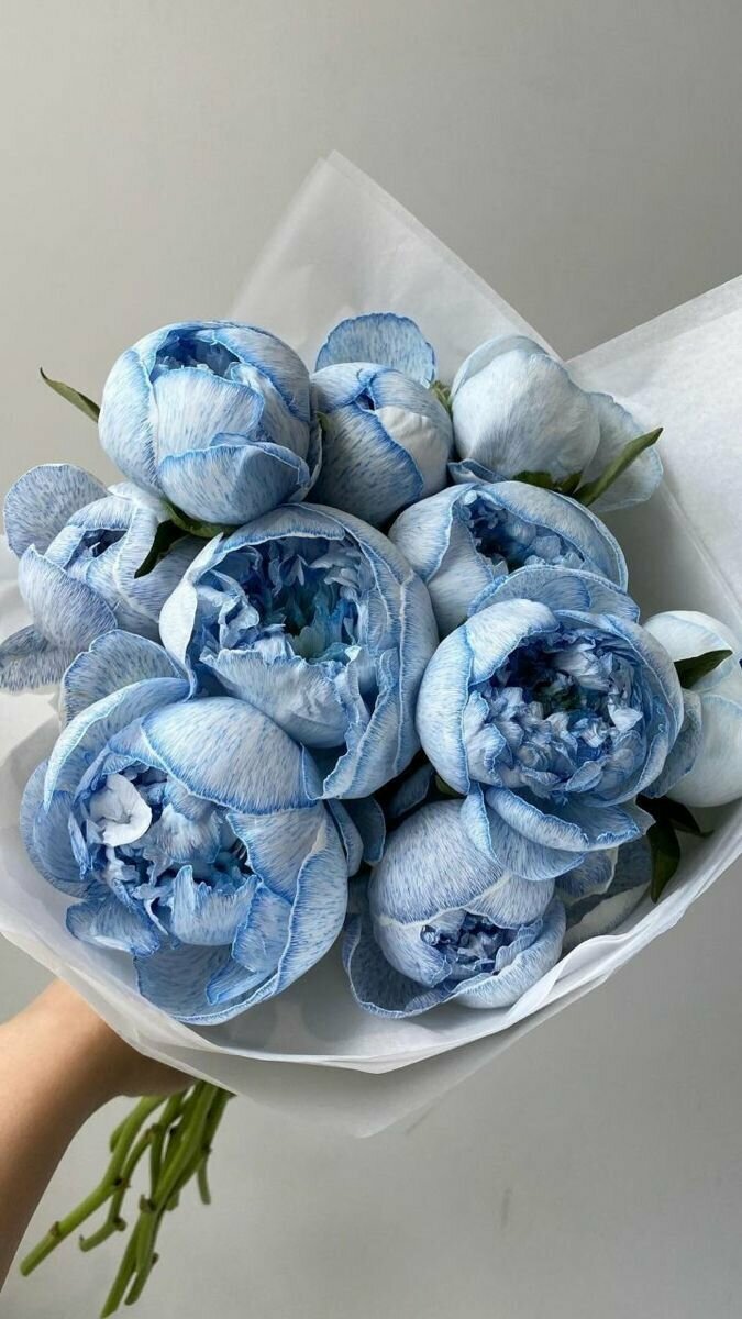 Букет из нежно - голубых пионов в стильной упаковке, 11 штук
