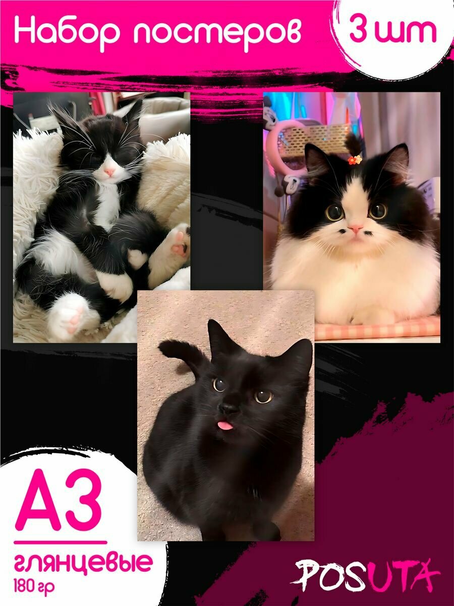 Постер Коты милые котики дизайн комнаты Картины Интерьерные