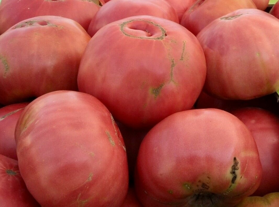 Коллекционные семена томата Большой розовый Олевера