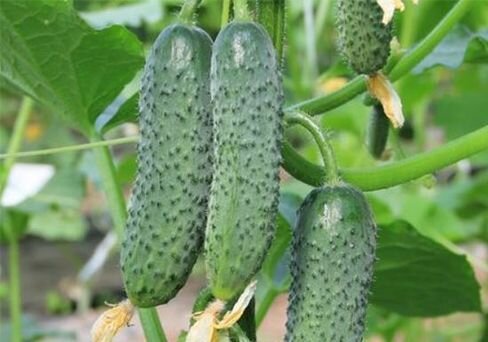 Коллекционные семена огурца F1 Чудо букет