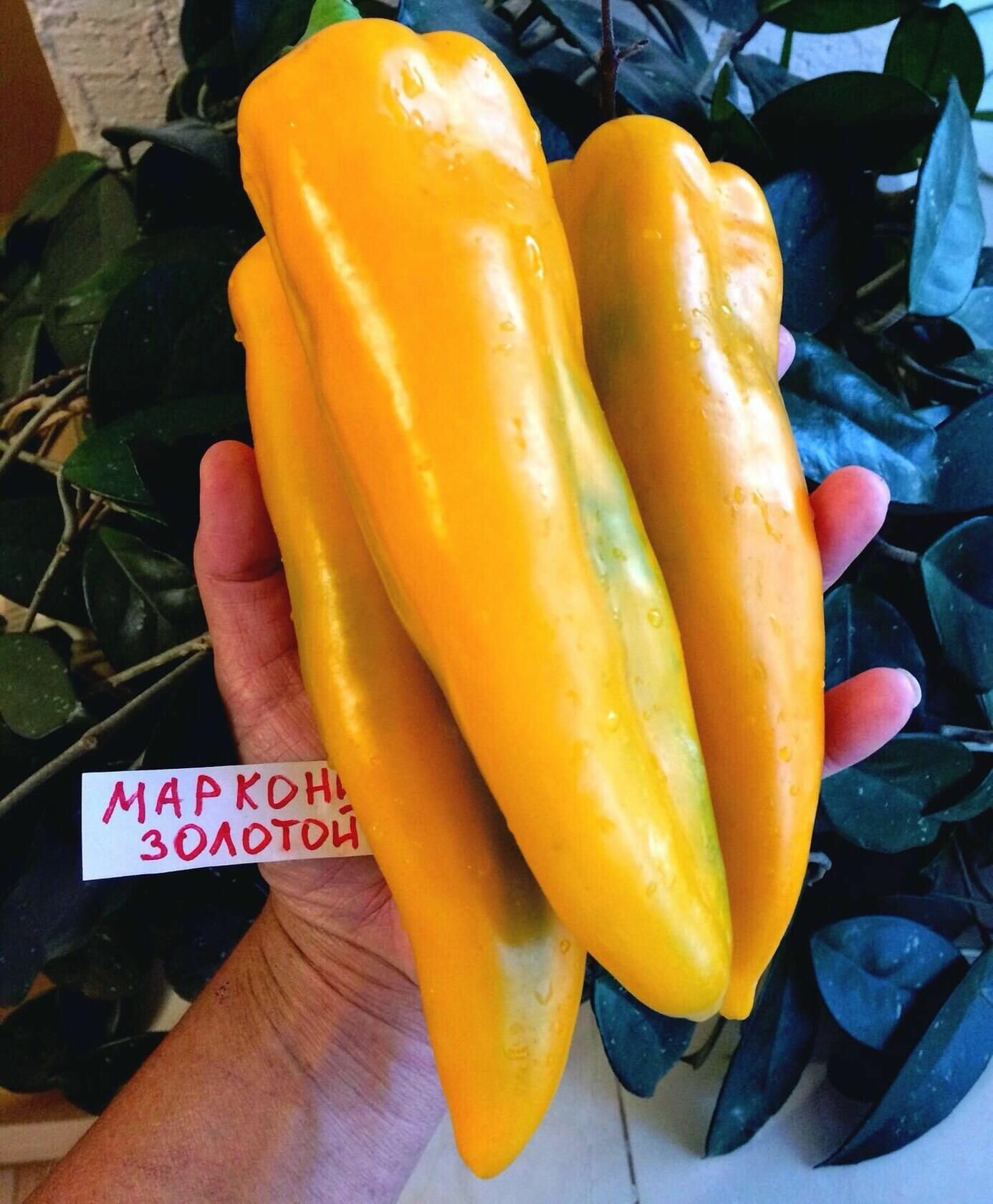 Коллекционные семена перца сладкого Золотой Маркони