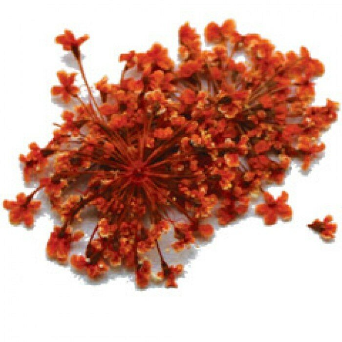 Сухоцветы SEVERINA #Fm-25 — фото 1