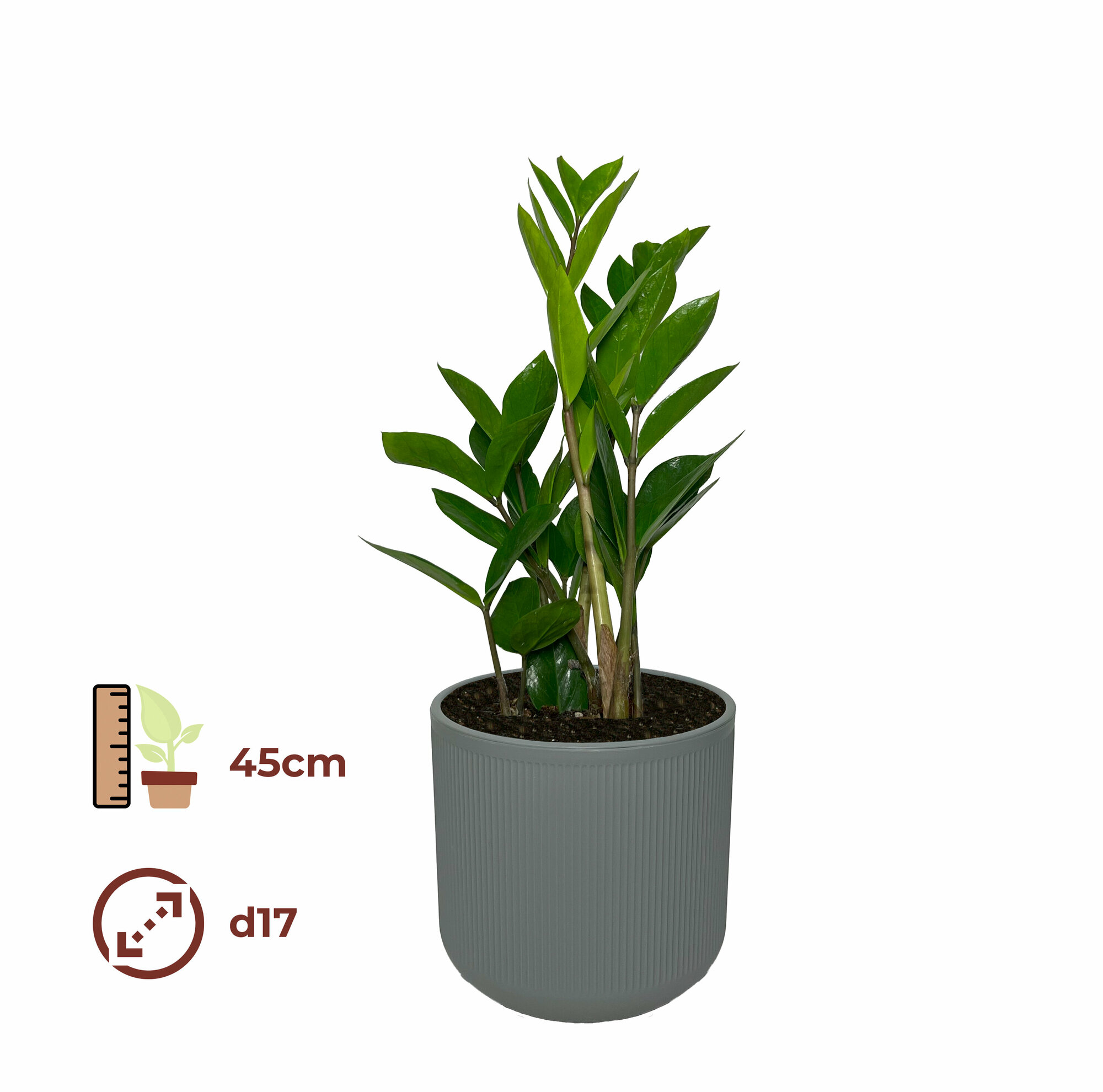 Замиокулькас 17/45, цвет кашпо серый