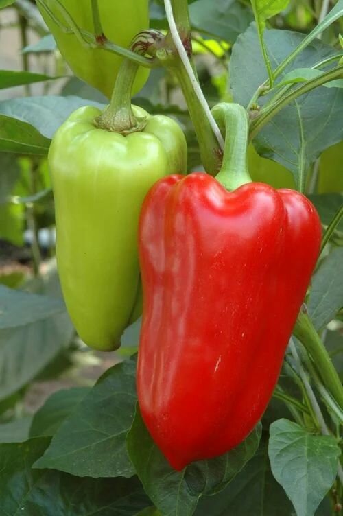 Коллекционные семена перца сладкого КвинтА F1