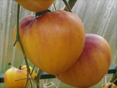 Коллекционные семена томата Сержант Пеппер Оранжевый