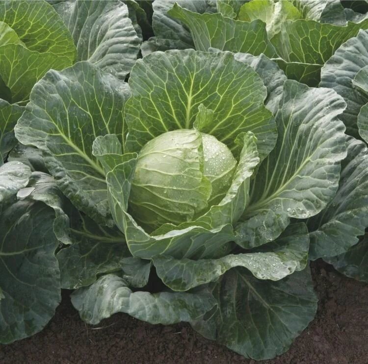 Коллекционные семена капусты б/к Сунта F1