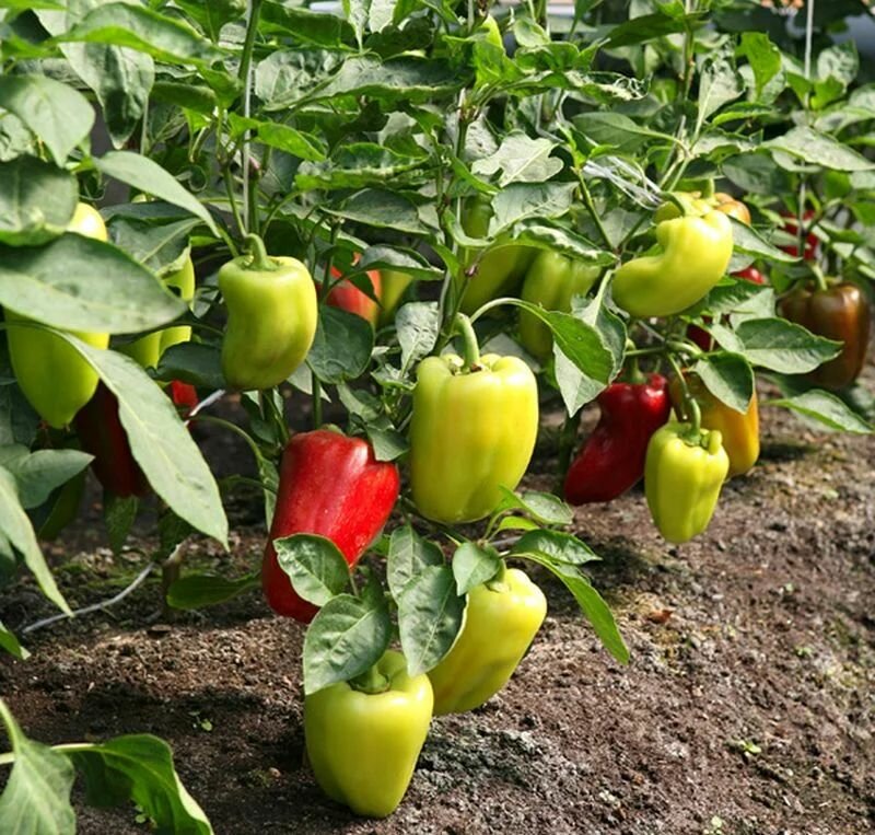 Коллекционные семена перца сладкого Богатырская сила