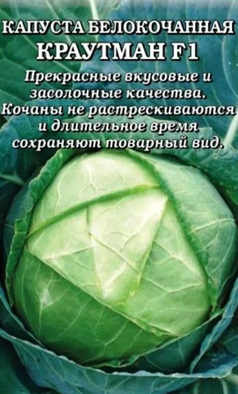 Коллекционные семена капусты б/к Краутман F1