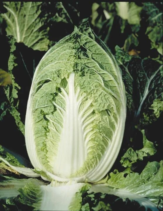 Коллекционные семена капусты пекинская F1 Ча-ча