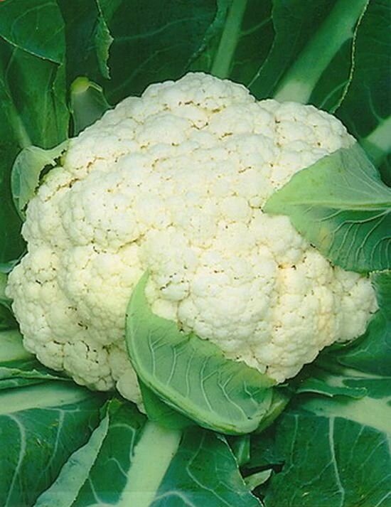 Коллекционные семена капусты цветная Латеман F1