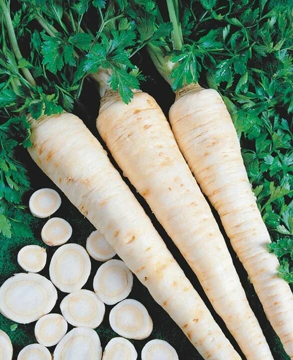 Коллекционные семена петрушки корневая Сахарная