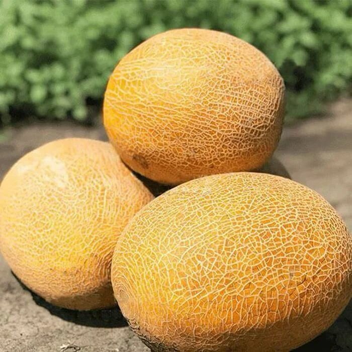 Коллекционные семена дыни Росинка