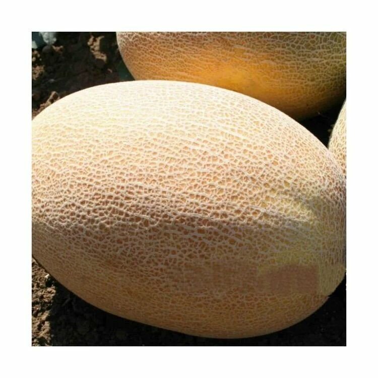 Коллекционные семена дыни Оксана F1