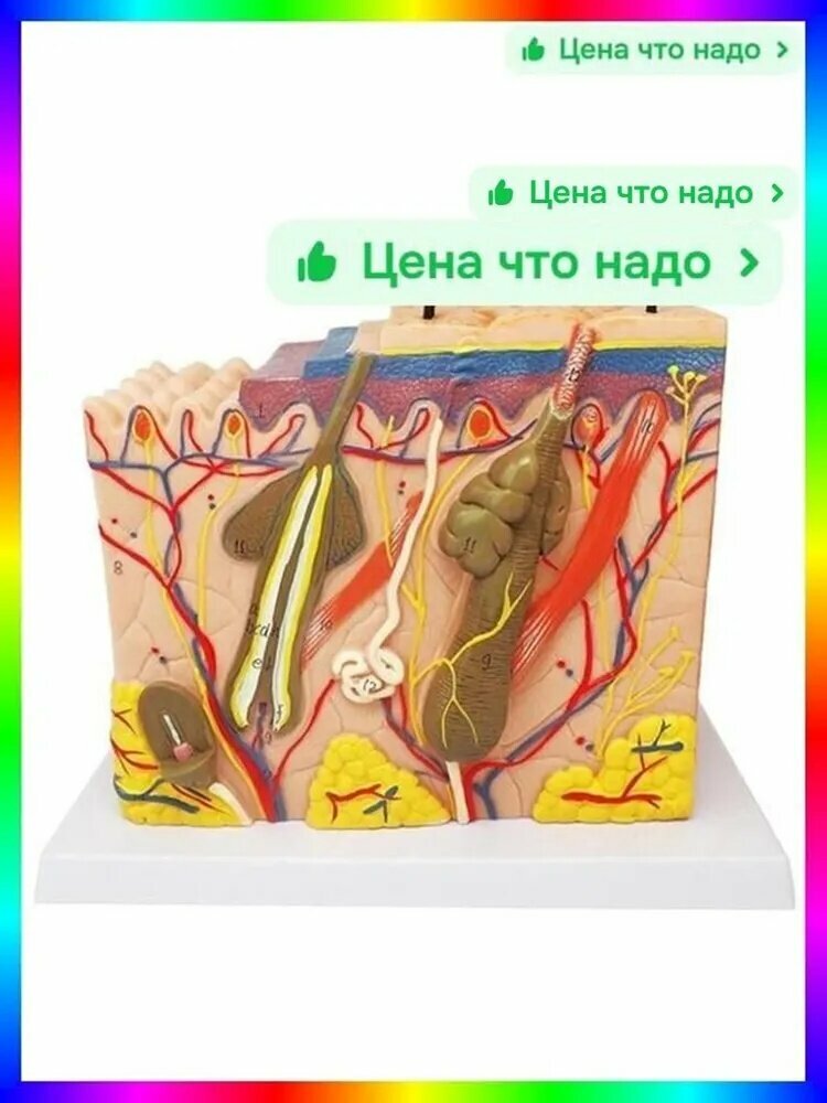 Анатомическая модель для изучения строения человеческого тела