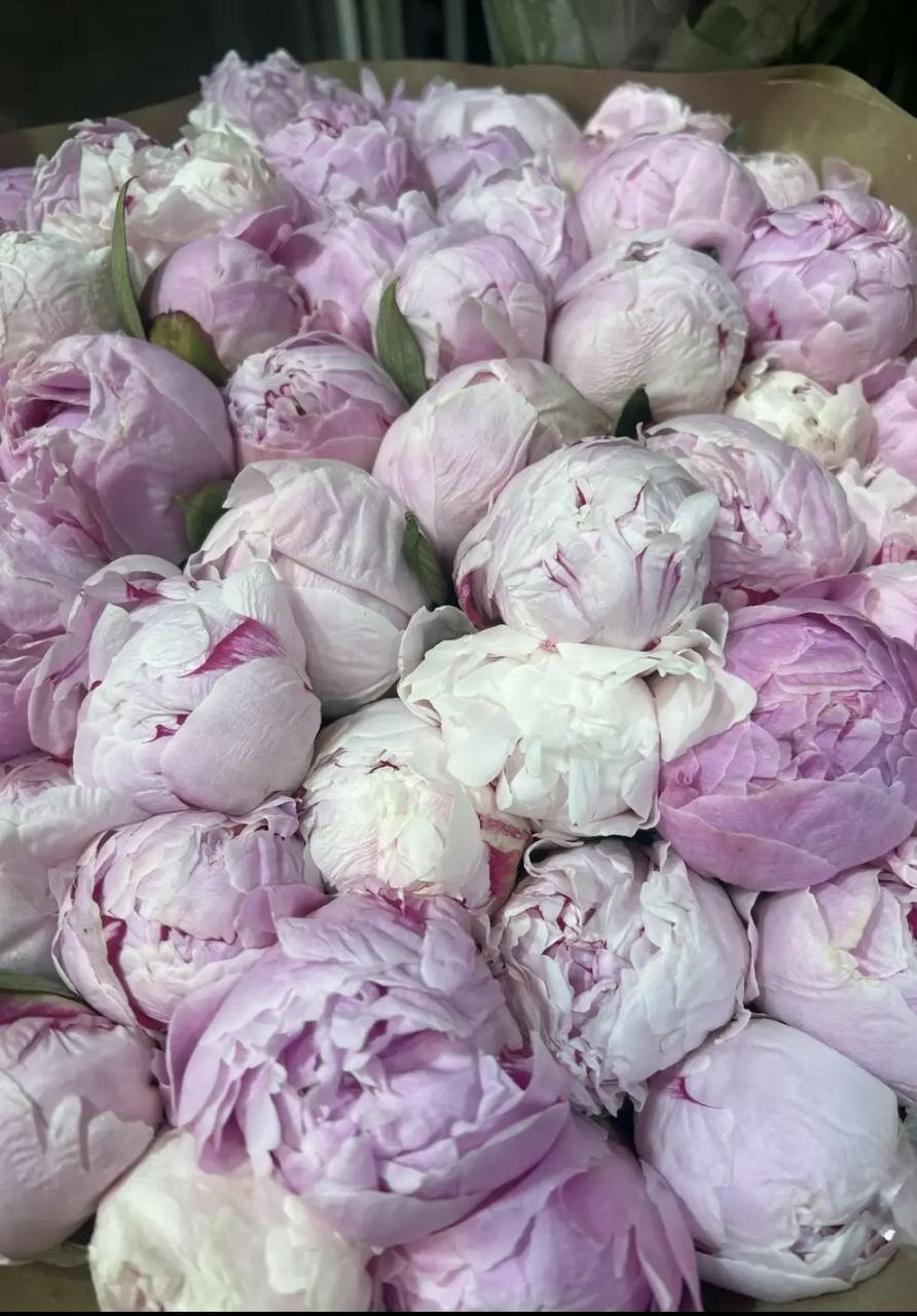 Букет из пион 7 штук