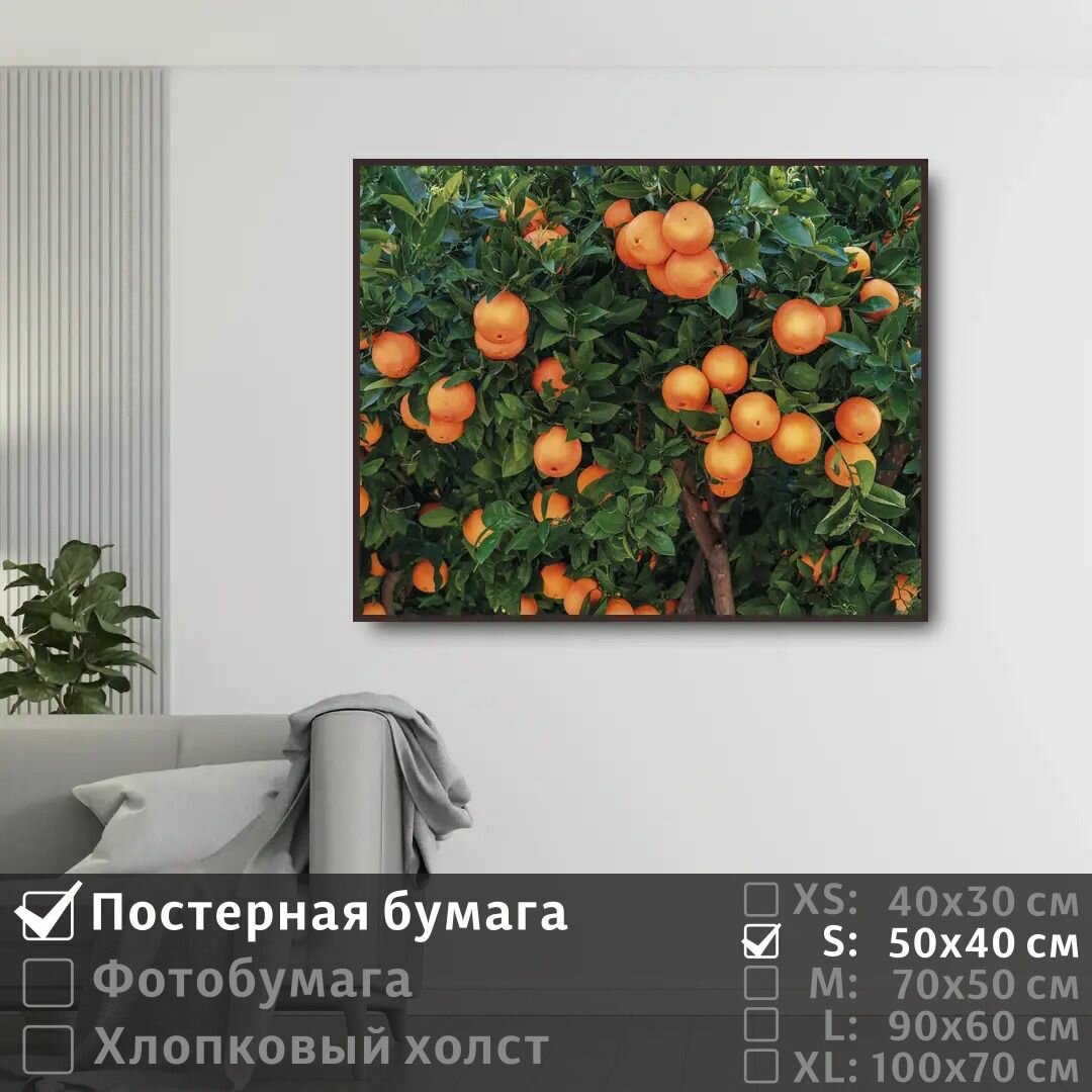 Постер на стену Испанские Апельсины 50х40 см ПолиЦентр