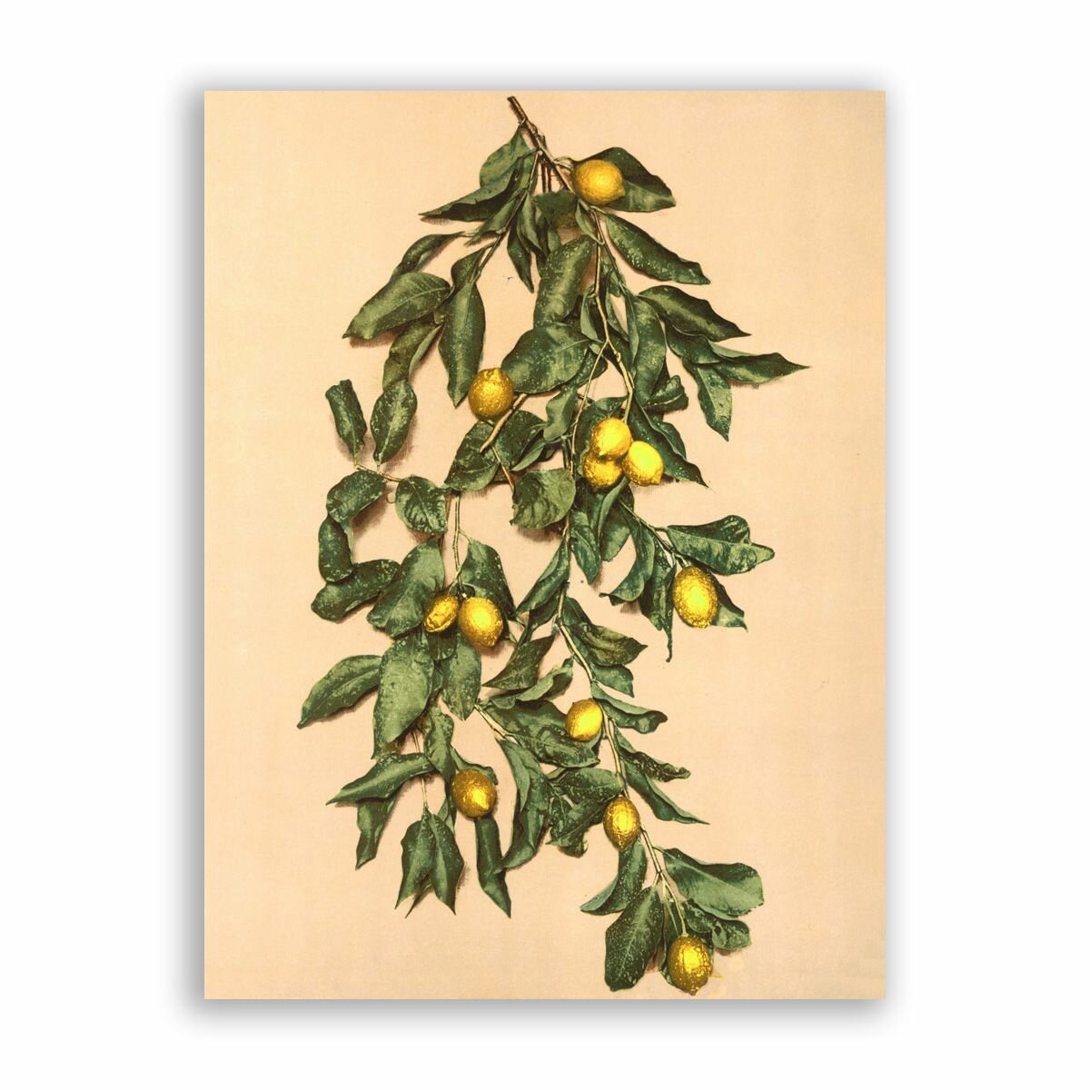 Постер, плакат на бумаге / A branch of lemons, Limone, Lake Garda, Italy / Размер 40 x 53 см
