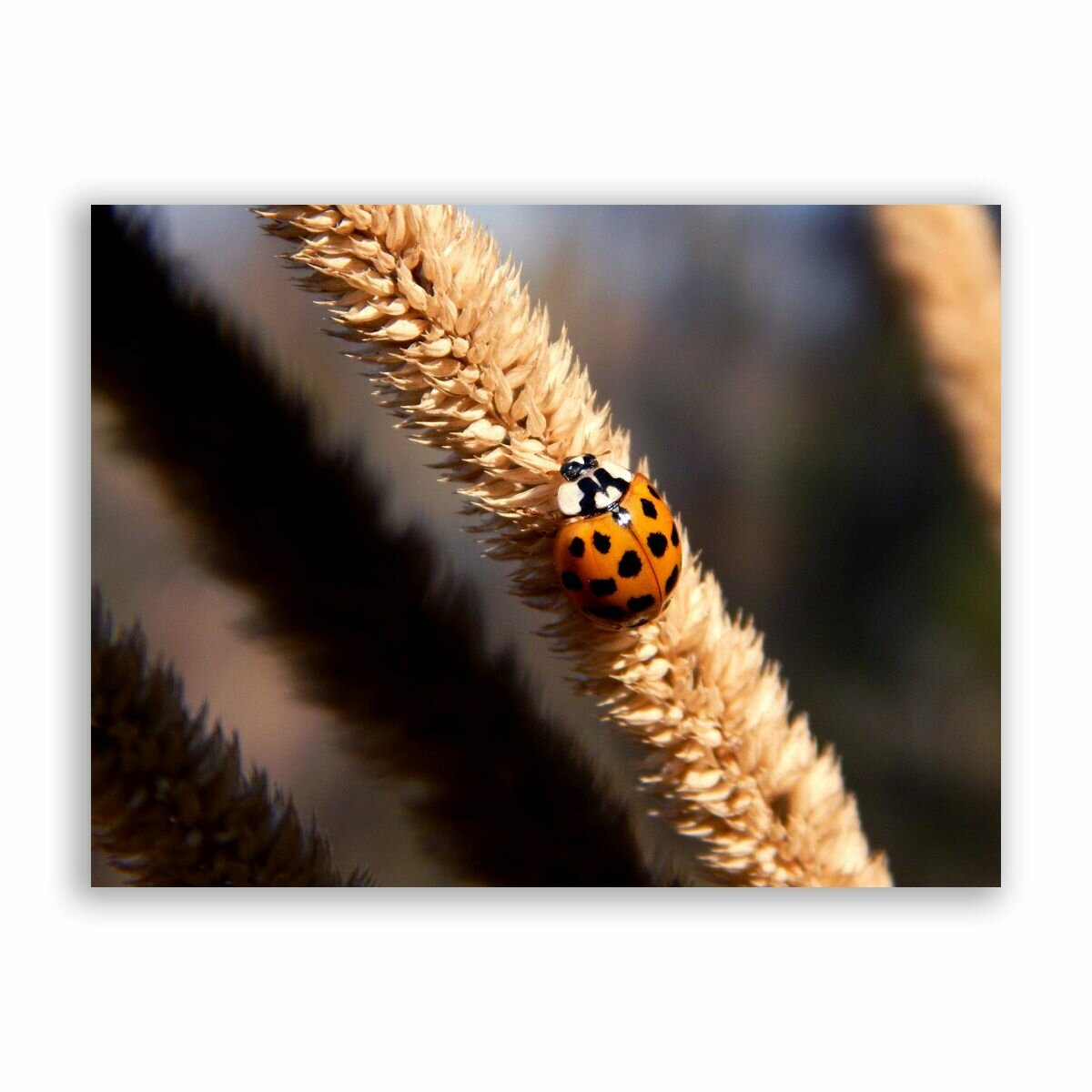 Постер, плакат на бумаге / Божья коровка / Размер 30 x 40 см