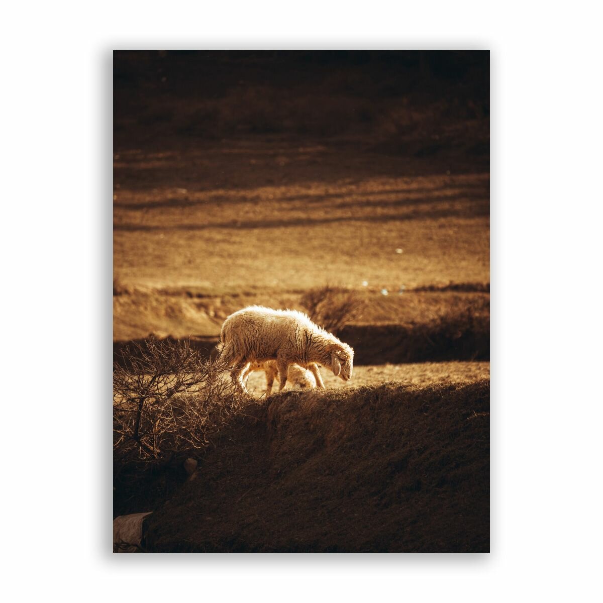 Постер, плакат на бумаге / Овцы / Размер 30 x 40 см