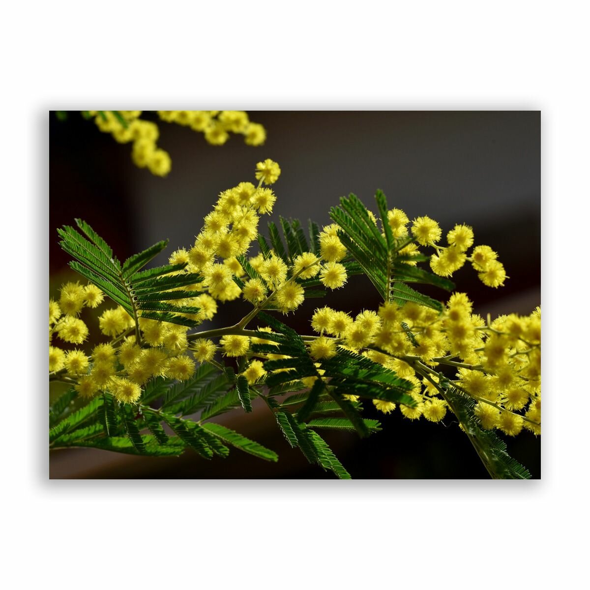 Постер цветы на бумаге / Мимоза / Размер 30 x 40 см