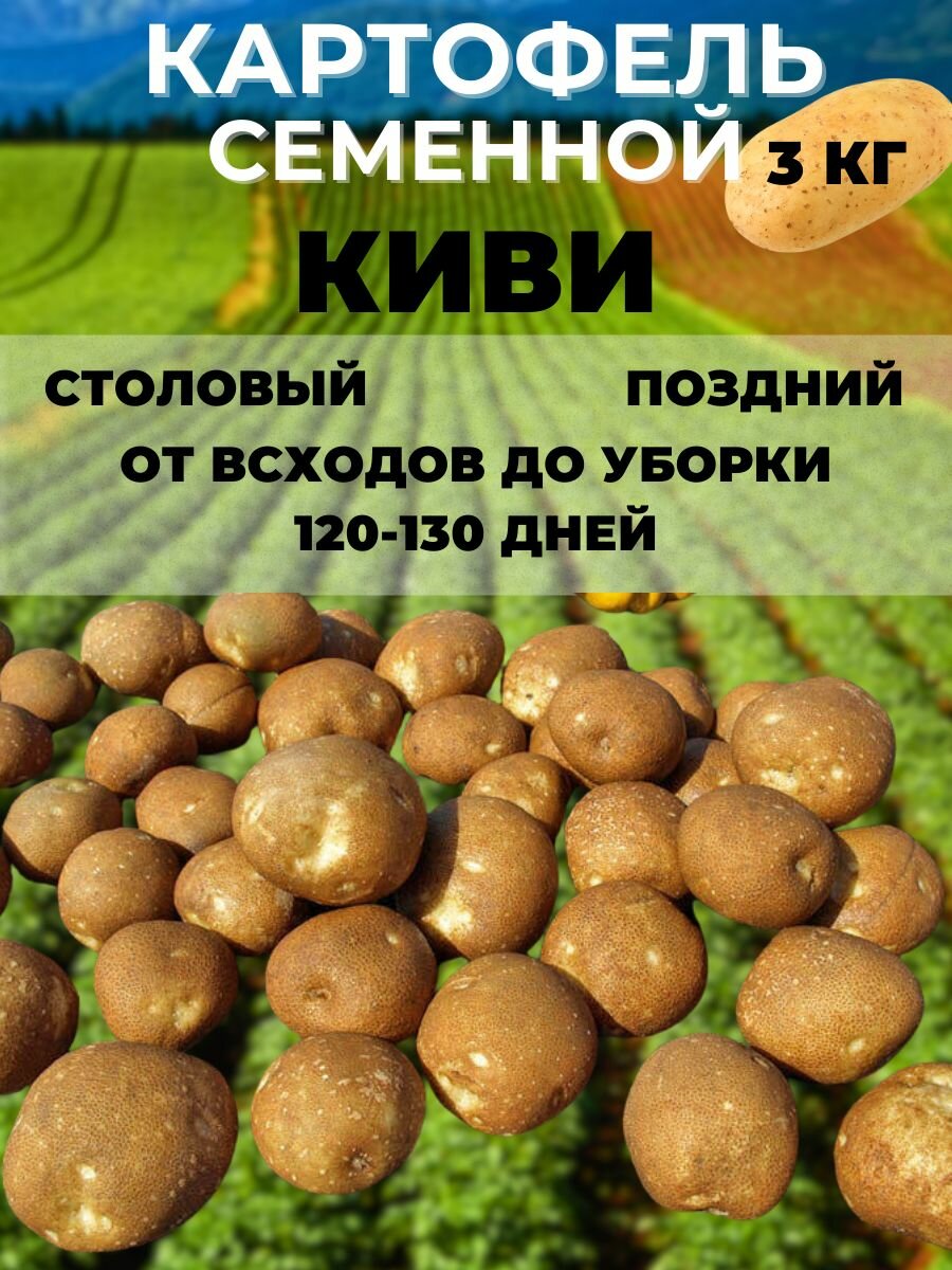 Картофель семенной