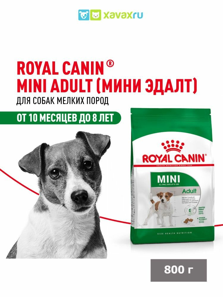 Сухой корм Royal Canin Mini Adult для взрослых собак мелких размеров от 10 месяцев, 800 г