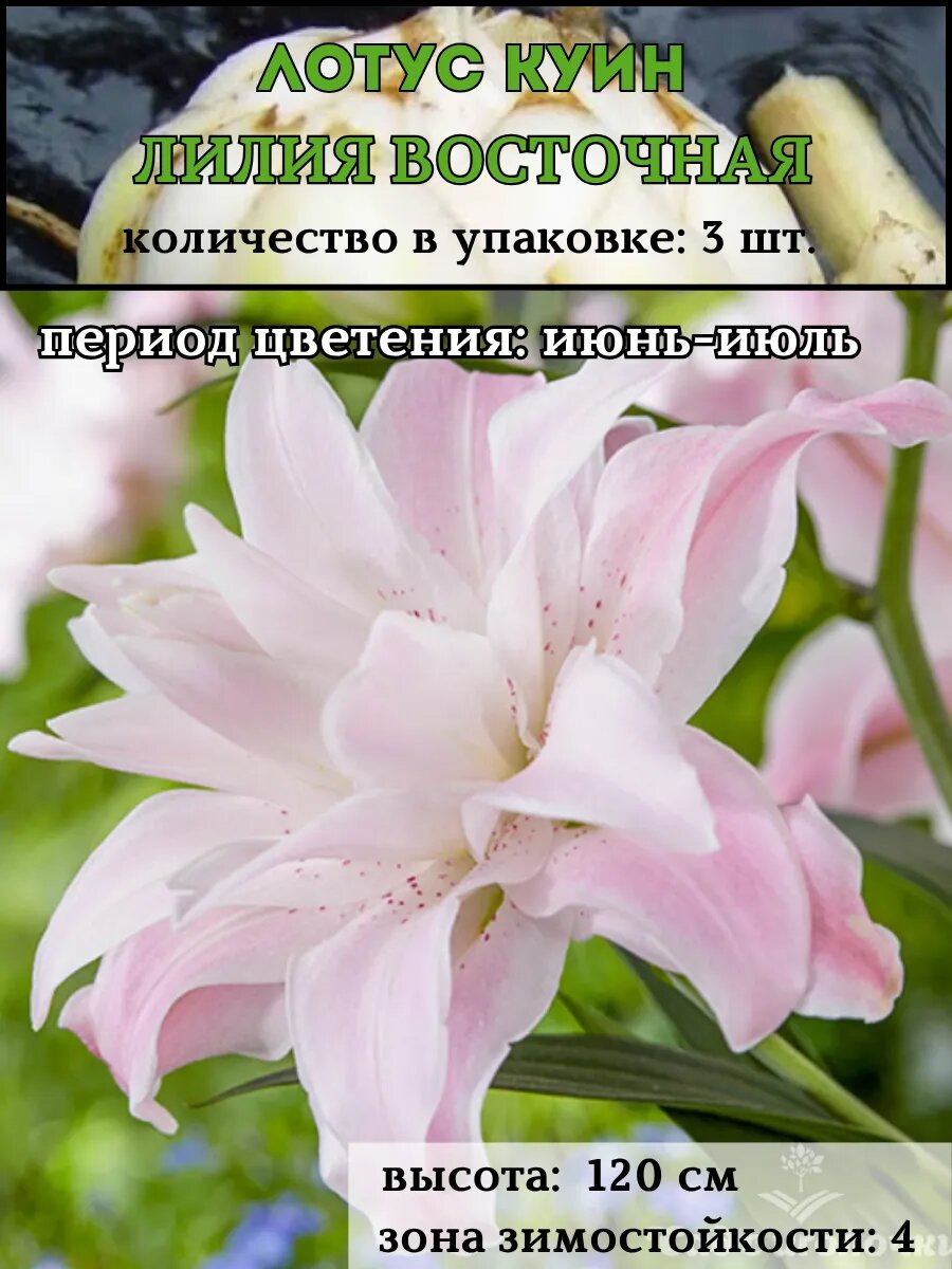 Лилия восточная, луковицы 3 штуки