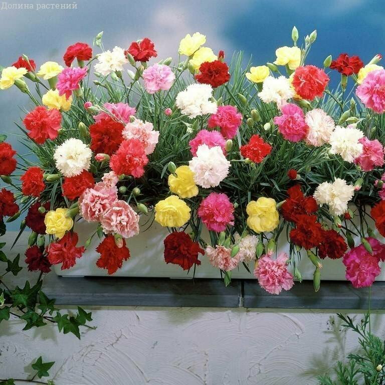 Гвоздика Шабо Акварель Смесь (0,1 гр.), Гавриш, Россия