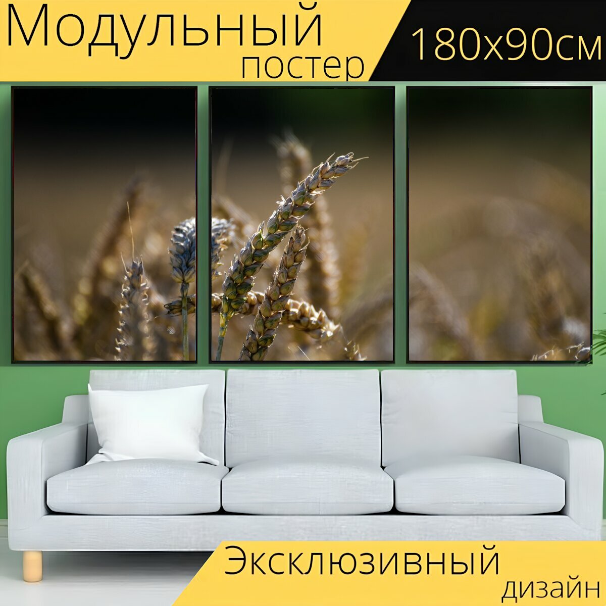 Модульный постер "Пшеница, поле, сельское хозяйство" 180 x 90 см. для интерьера на стену в тубусе